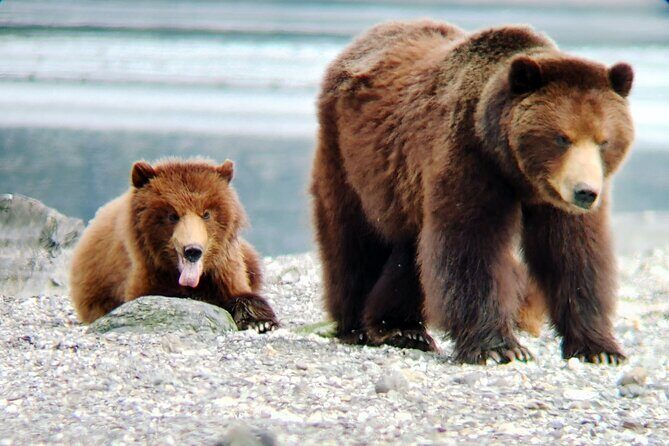 Bear Viewing at Pack Creek - Key Points
