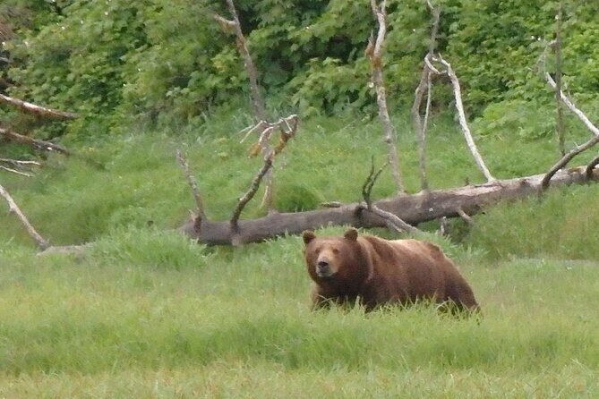 Bear Viewing at Pack Creek - The Sum Up