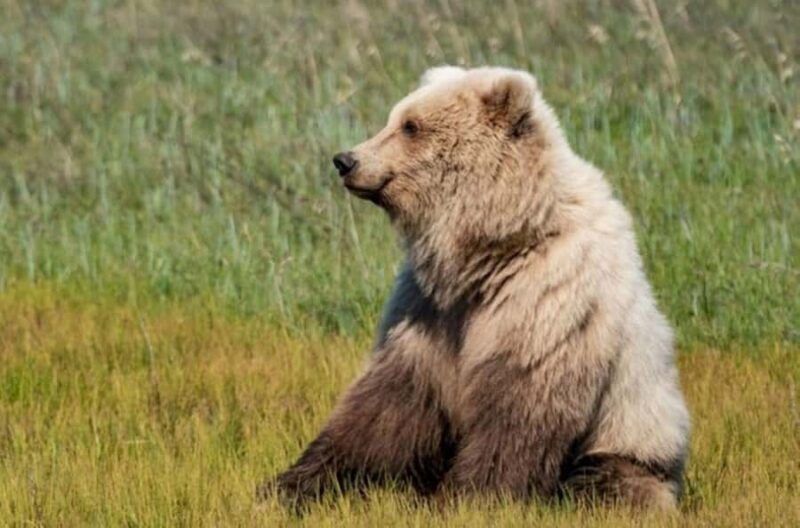 Bear Viewing Tour from Homer, Alaska - Authenticity and Value