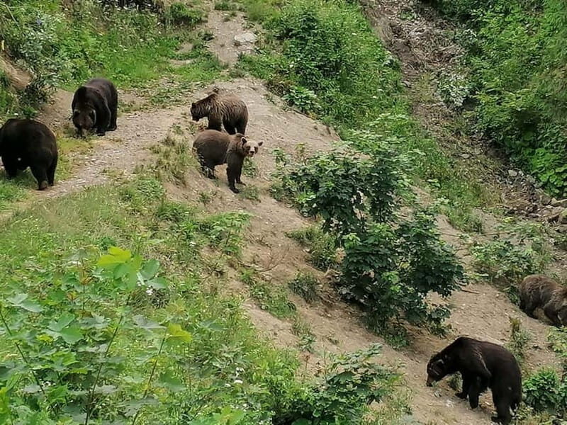 Bear watching experience in the wild - Discovering Romania’s Brown Bears: A Wildwatching Tour in Transylvania