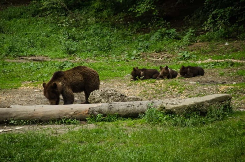 Bear watching experience in the wild - Key Points