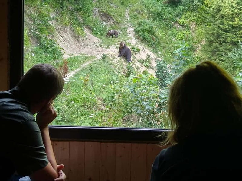 Bear watching experience in the wild - The Authenticity and Value of the Tour