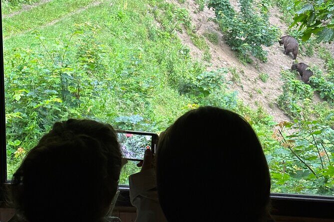 Bear Watching In Brasov: Observe Wild Bears From A Hideout (100%) - An Authentic Wildlife Encounter Near Brasov