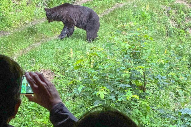 Bear Watching In Brasov: Observe Wild Bears From A Hideout (100%) - Authentic Reviews and Insights