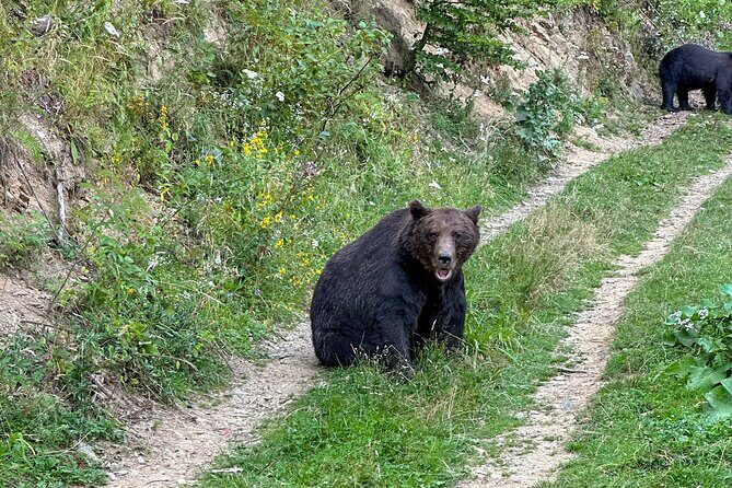 Bear Watching In Brasov: Observe Wild Bears From A Hideout (100%) - Who Will Love This Tour?