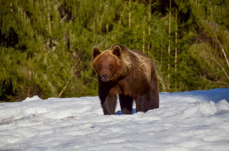 Bear watching in the Land of Volcanoes - Key Points