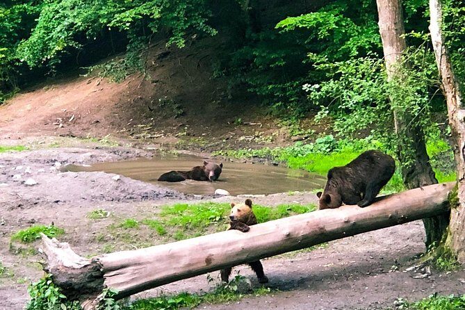 Bear Watching in The Wild from Brasov - Why Choose This Bear Watching Tour?