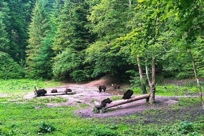 Bear Watching in The Wild from Brasov - What the Reviews Say