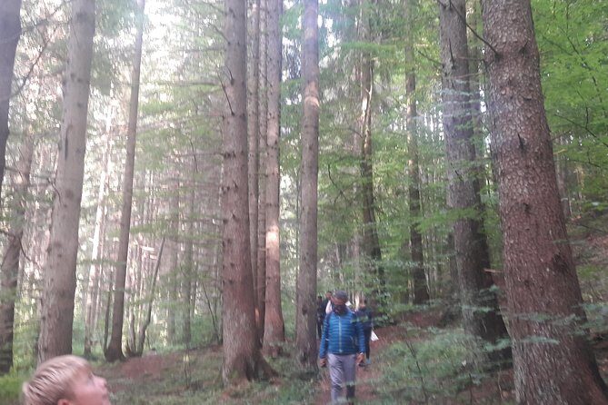 Bear Watching in The Wild from Brasov - Who Will Love This Experience?
