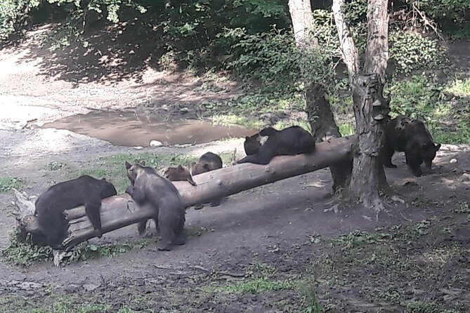 Bear Watching in The Wild from Brasov - Final Thoughts: Is it Worth It?