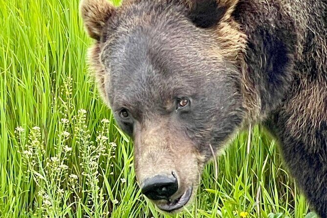Bears & Beers Tasting Tour out of Anchorage - An In-Depth Look at the Itinerary and Experience