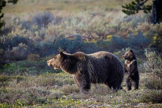 Beartooth Highway Private Half Day Tour - The Experience: What You’ll Actually Do