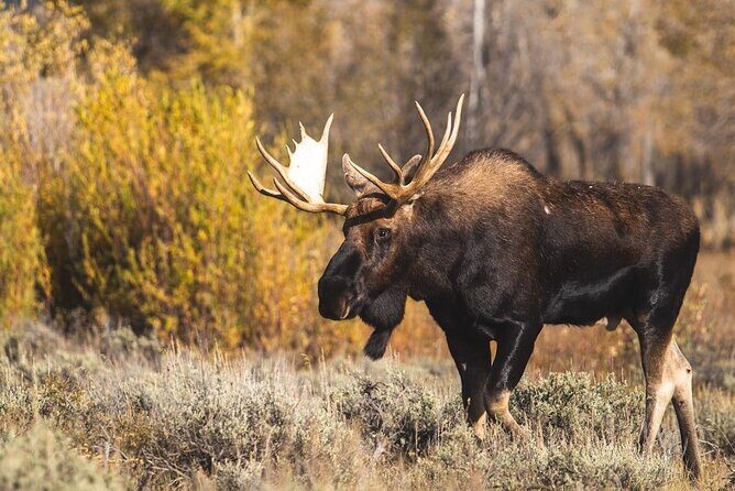 Beartooth Highway Private Half Day Tour - Transportation and Group Size