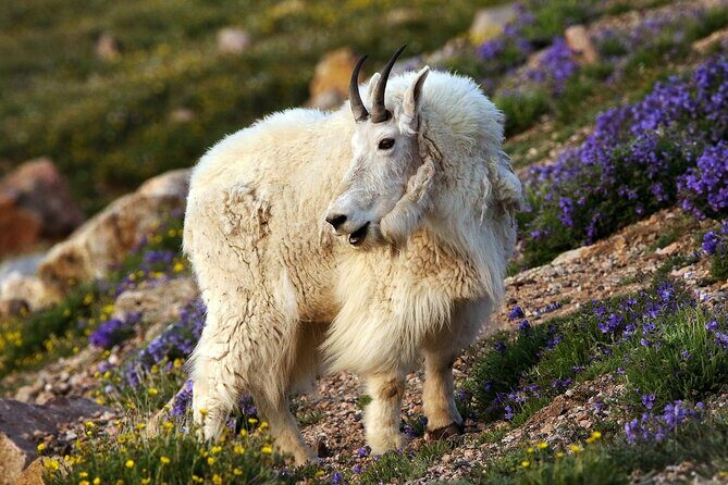 Beartooth Highway Private Half Day Tour - Is It Worth the Cost?