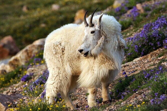 Beartooth Highway Private Tour With Wildlife Guide - Who This Tour Is Perfect For