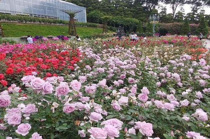 Beartree Park with Admission Ticket to Arboretum in Sejong - Authentic Feedback and Highlights