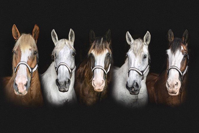 Beauforts #1 Horse & Carriage History Tour - Additional Practical Details