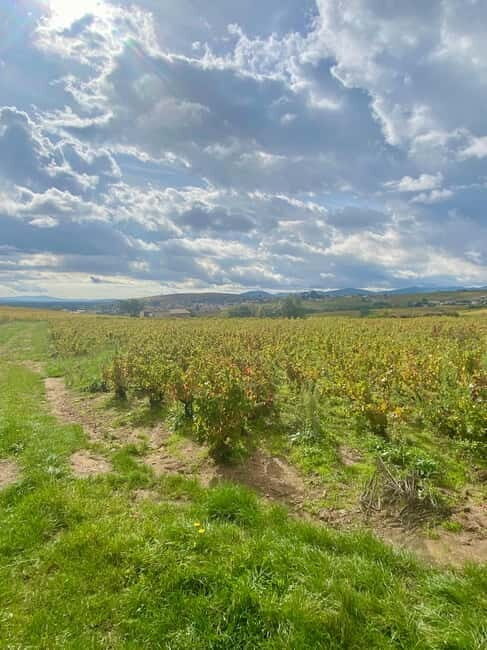 Beaujolais: Tours, wine tastings, and bistronomic restaurant - Key Points