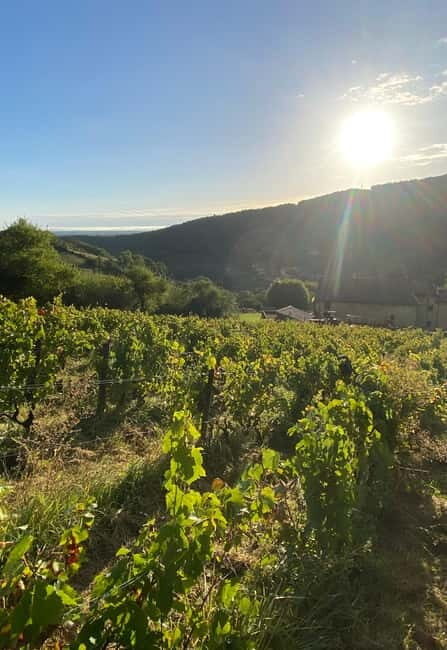 Beaujolais: Tours, wine tastings, and bistronomic restaurant - Scenic Vineyards and Authentic Wines