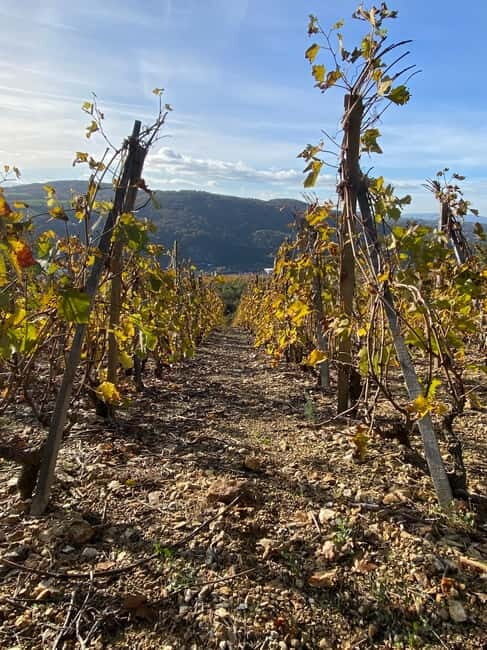 Beaujolais: Tours, wine tastings, and bistronomic restaurant - Second Vineyard Visit and More Tastings