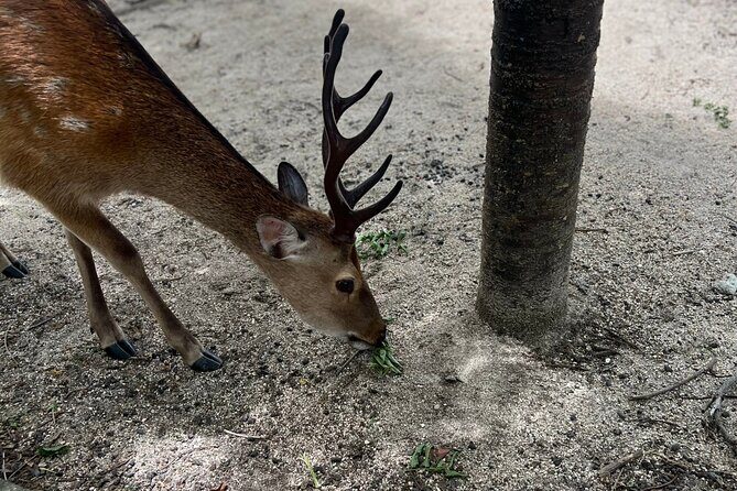 Beautiful Hiroshima, Peace Park and Miyajima Island - Why This Tour Stands Out