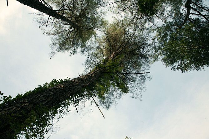 Beauty, Nature and Charm of Troodos Mountains from Paphos - Who Should Consider This Tour?