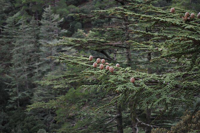 Beauty, Nature and Charm of Troodos Mountains from Paphos - FAQs