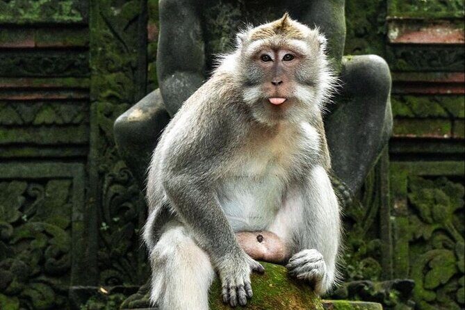 Beauty of Ubud, Rice Terrace, Temple, Monkey Forest, Waterfall - The Practicalities: What to Expect