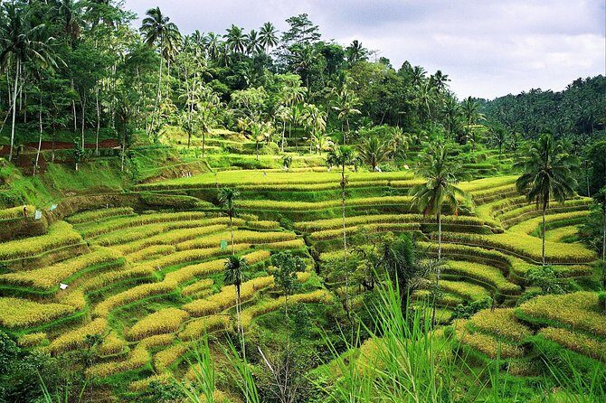 Beauty Of West Bali Tour (Private and All Inclusive) - Authenticity and Reviews: What Travelers Say