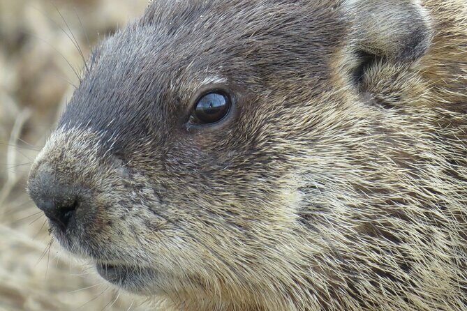 Beaver Safari on Stand up paddleboard in Hokksund - Key Points