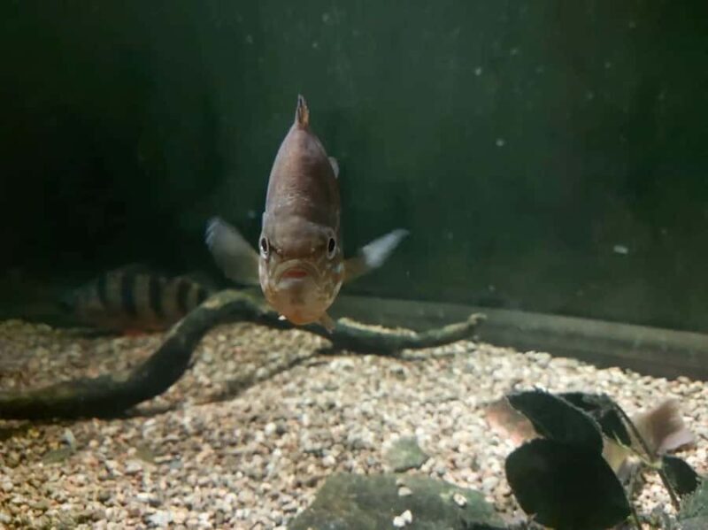 Becancour: Biodiversity Museum Visit - FAQ