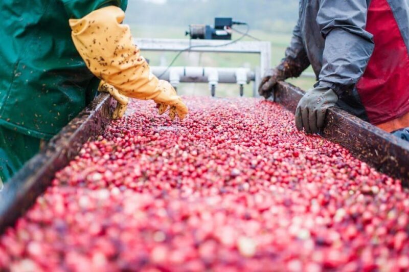 Become A Cranberry Bogger for a Day Experience - A Closer Look at the Cranberry Bogger Experience