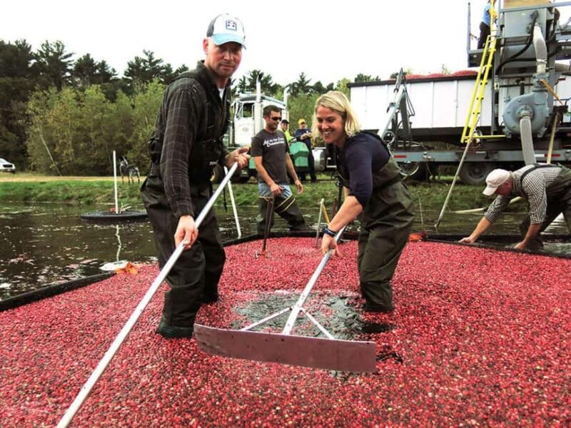 Become A Cranberry Bogger for a Day Experience - Practical Details and Tips