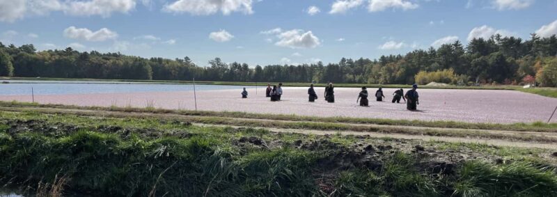Become A Cranberry Bogger for a Day Experience - FAQ