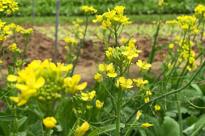 Become a Farmer at Tra Que Vegetable Village included cooking class and Foot Massage - Why This Tour Delivers Value