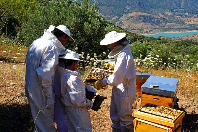 Bee Excursions in the Sierra de Cadiz - Key Points