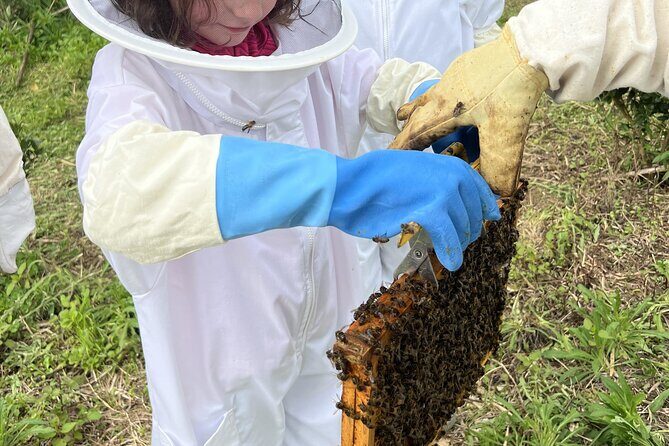 Bee Inspired: A Journey in São Miguel and a Visit to an Apiary - Bee Inspired: A Journey in São Miguel and a Visit to an Apiary