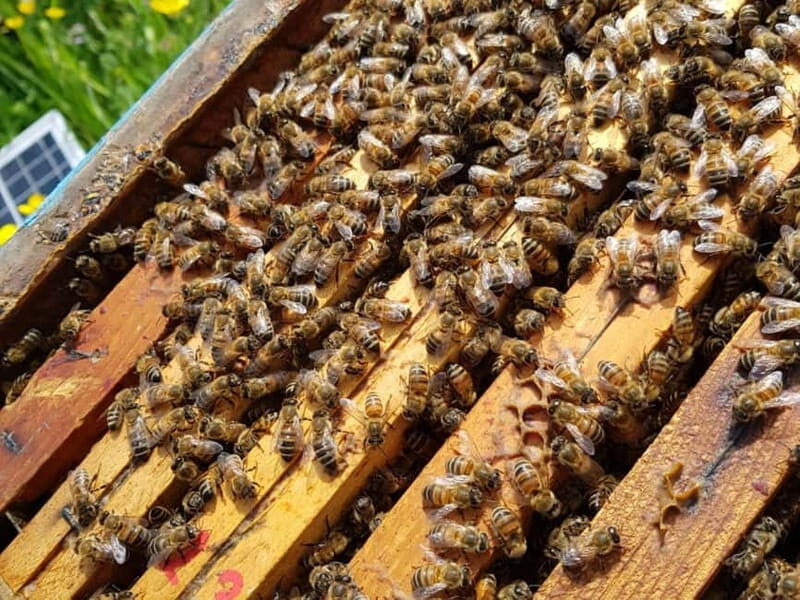 Beekeeping Tour and Honey Tasting Experience in Monferrato - Visualizing the Experience