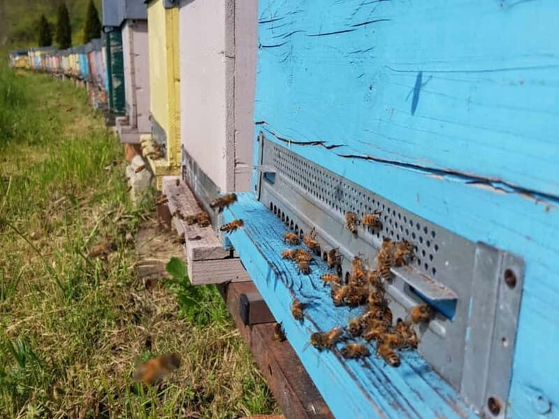 Beekeeping Tour and Honey Tasting Experience in Monferrato - Why It’s a Great Choice for Travelers