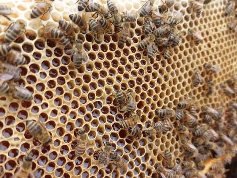 Beekeeping Tour and Honey Tasting Experience in Monferrato - Final Thoughts