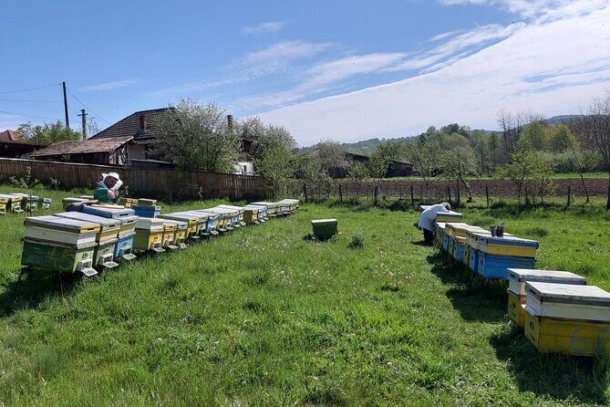 Bees Adventure in Romania - Private Day Trip from Bucharest - Final Thoughts