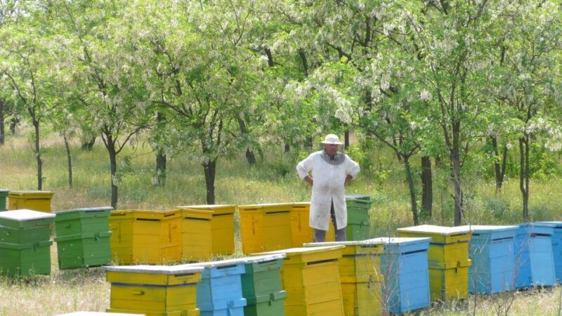 Bees in Romania - Private Beekeeping Lesson and Local Lunch - What Past Participants Say