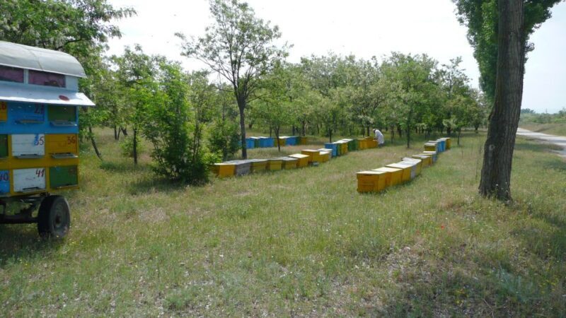 Bees in Romania - Private Beekeeping Lesson and Local Lunch - Who Will Enjoy This Tour?