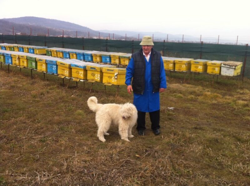 Bees in Romania - Private Beekeeping Lesson and Local Lunch - The Sum Up