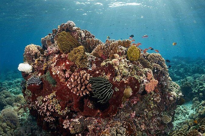 Beginner Discovery Scuba Diving in Anilao 2.5 hours away from Manila** - Practical Tips for Your Trip