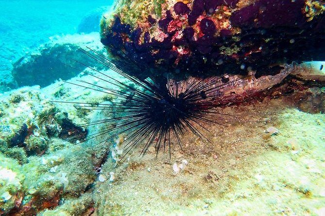 Beginner Diving Experience in Ligaria Bay - The Sum Up: A Perfect Intro for Curious Travelers