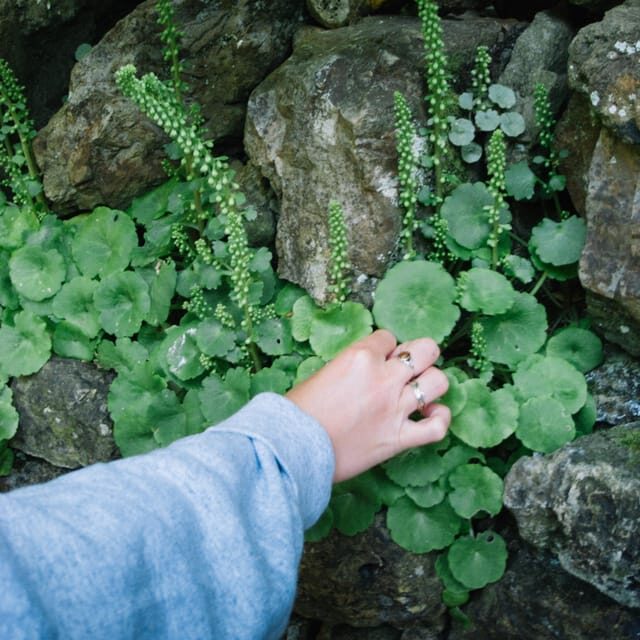 Beginner Foraging Walk: Wild food walking tour & tasters - Key Points