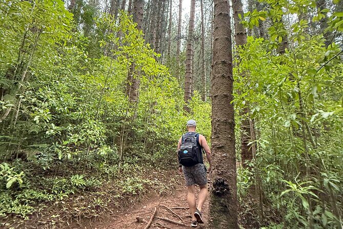 Beginner Forest Hike to a Refreshing Hawaiian Stream - Key Points