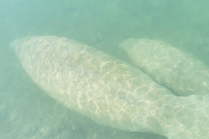 Beginner Friendly Island Snorkeling - An Authentic Look into the Miami Water Adventure