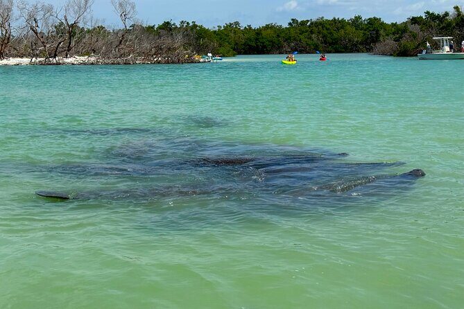 Beginner One Hour Guided Kayaking and SUP Activity - A Thorough Look at the Experience